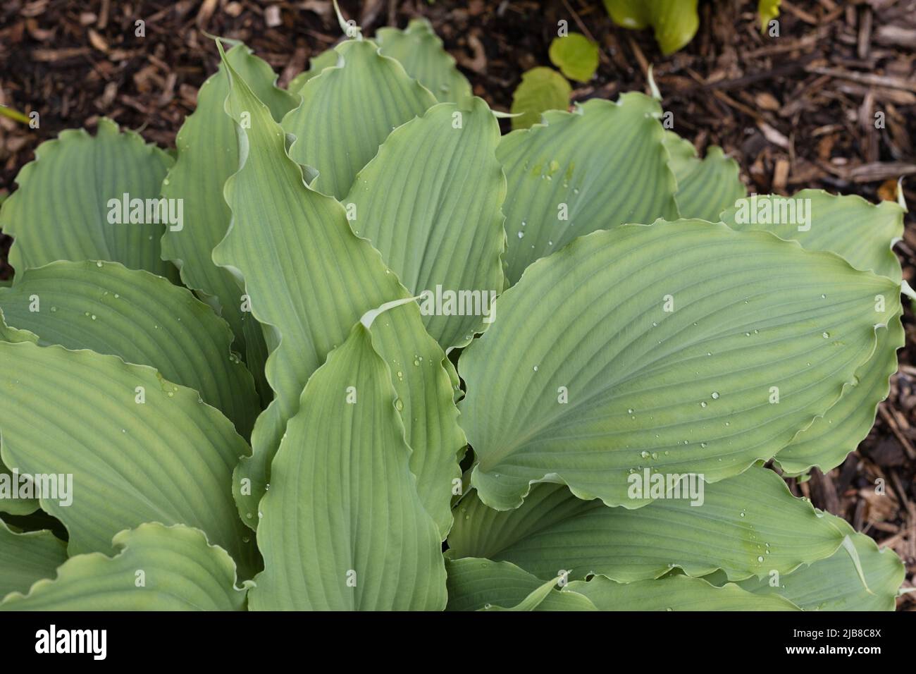 Neptune plant hi-res stock photography and images - Alamy