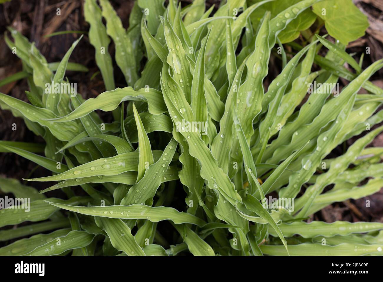 Hosta 'Curly Fries' Stock Photo - Alamy
