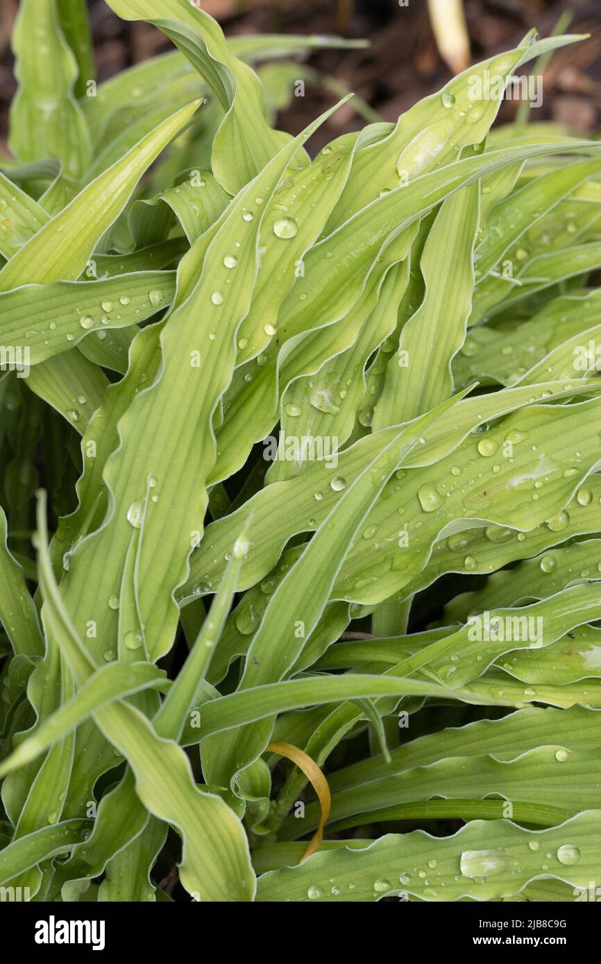 Hosta 'Curly Fries' Stock Photo - Alamy