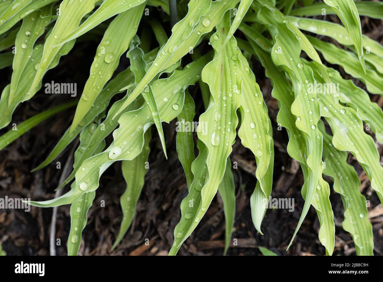 Hosta 'Curly Fries' Stock Photo - Alamy
