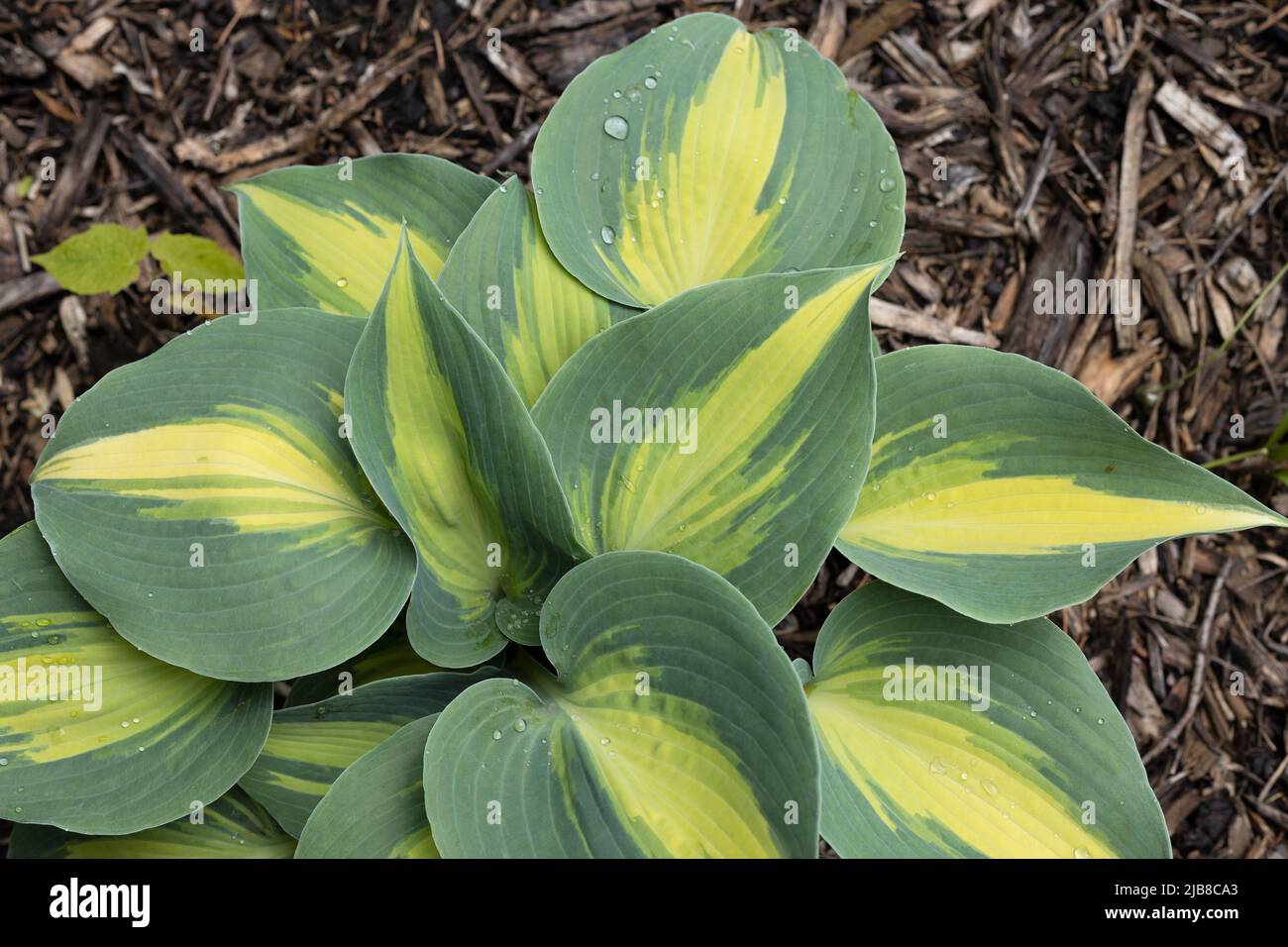 Wolverine usa hi-res stock photography and images - Alamy
