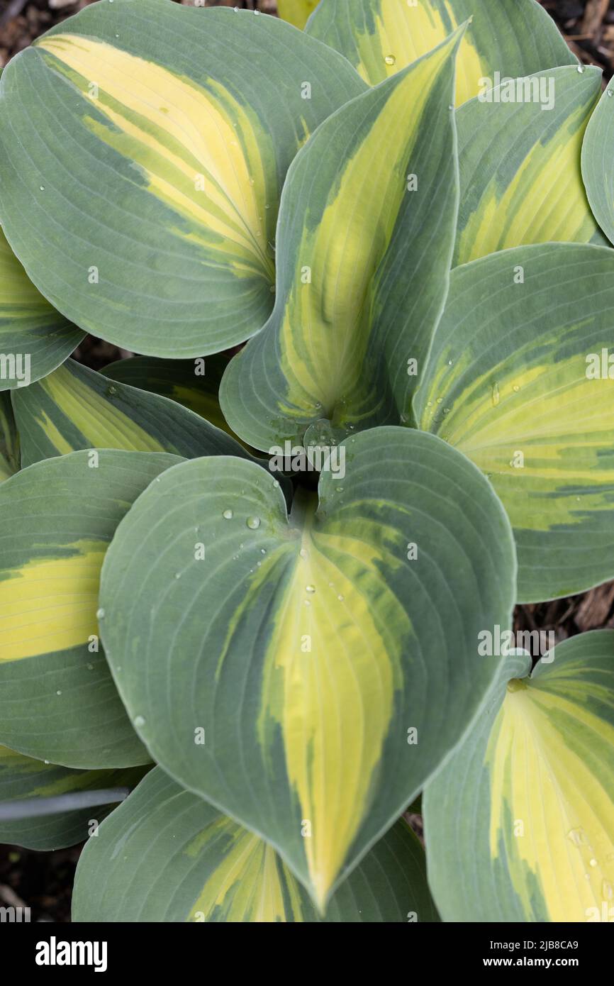 Wolverine usa hi-res stock photography and images - Alamy