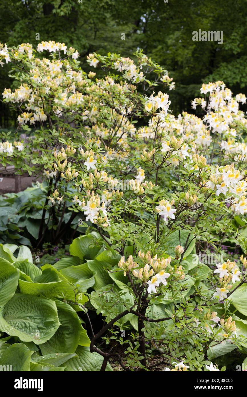 Rhododendron 'Northern Hi-lights' azalea Stock Photo - Alamy