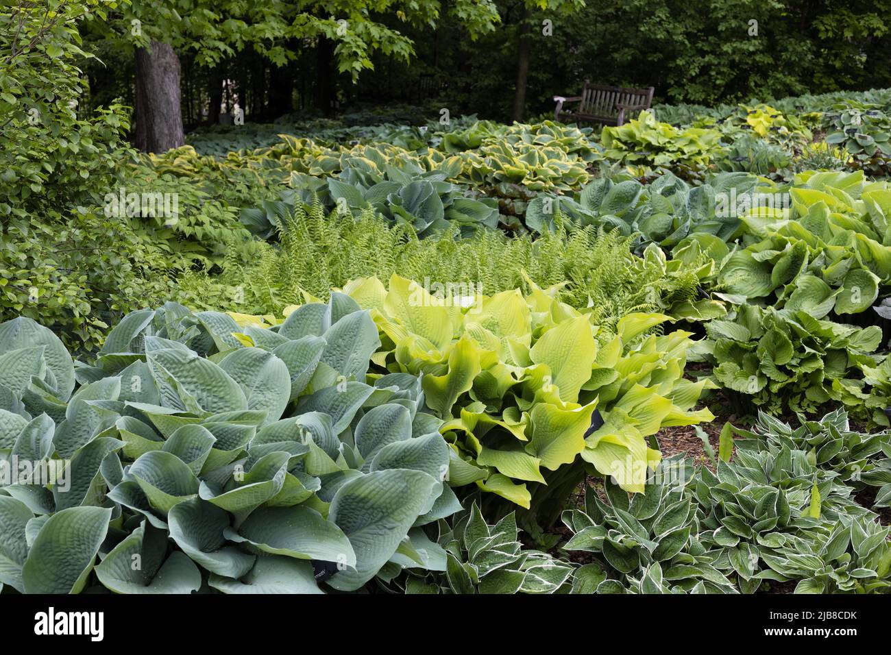 The hosta garden at the Minnesota Landscape Arboretum in Chaska ...