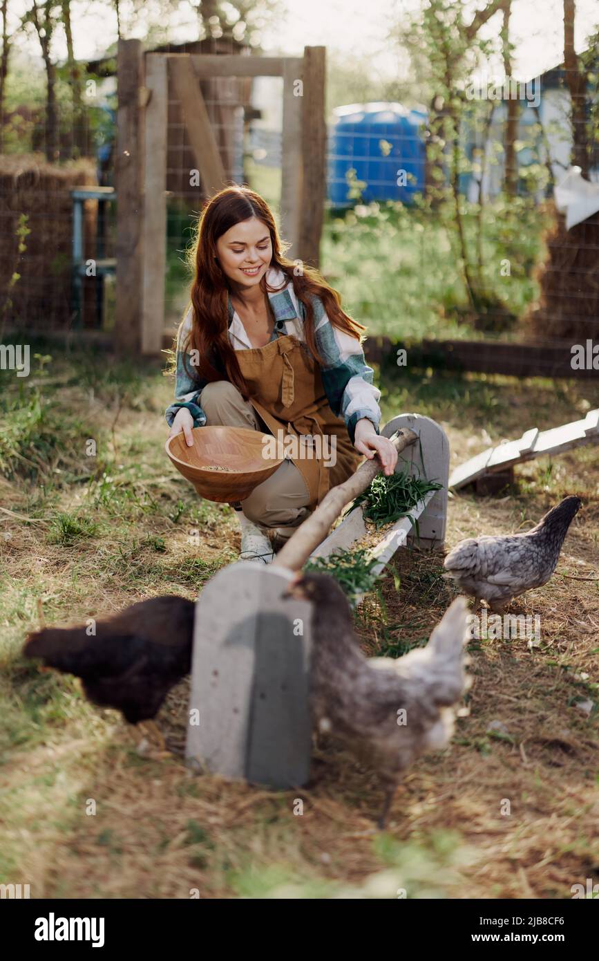 A woman works on a farm and feeds her chickens healthy food, putting ...