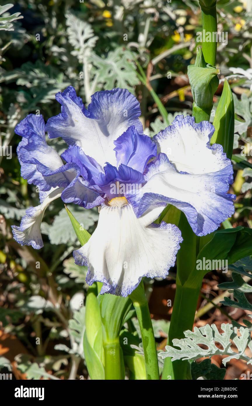Sydney Australia, blue and white bicolured bearded iris in garden Stock ...
