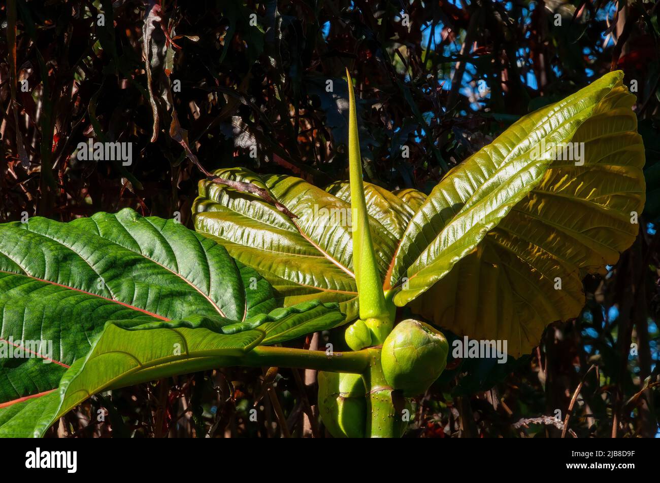 Sydney Australia, huge leaves of a ficus dammaropsis or dinner-plate ...