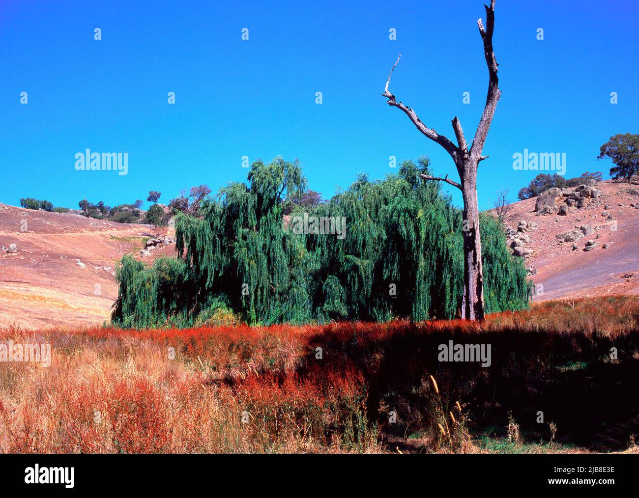 Willow Tree Landscape Stock Photo - Alamy