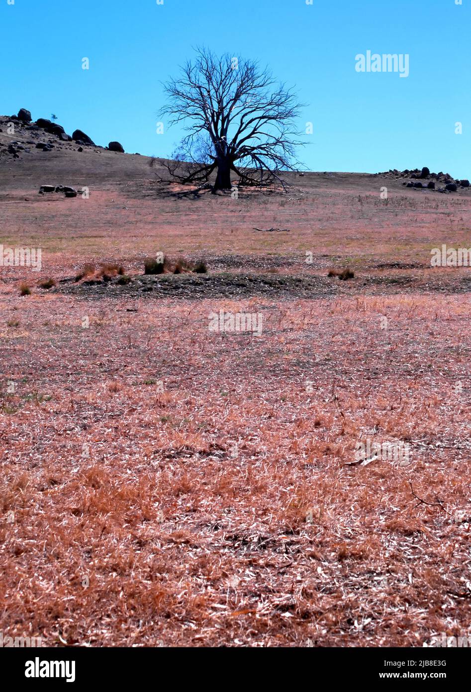 Australian burnt tree hi-res stock photography and images - Alamy