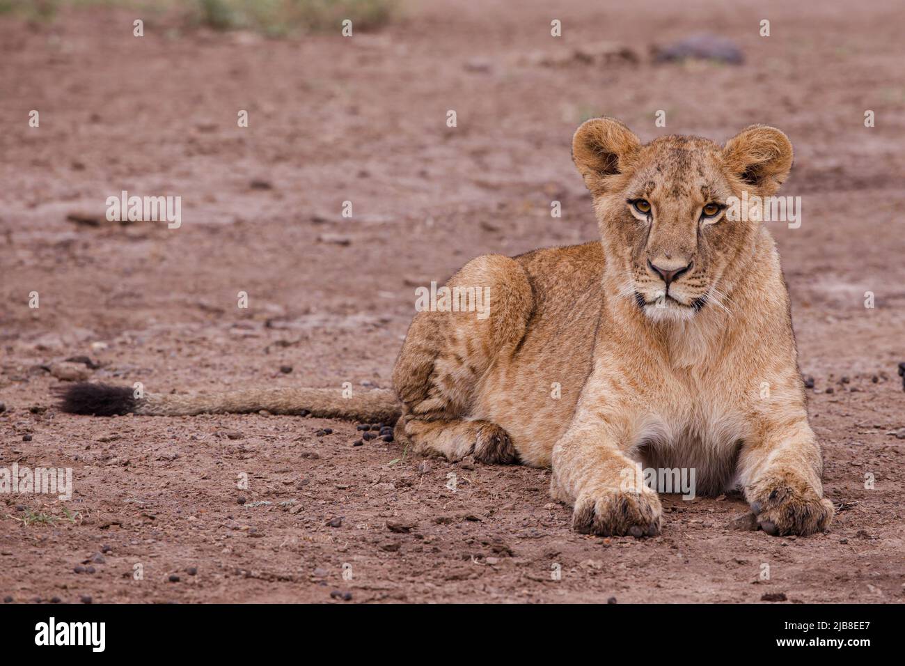 Nairobi, Kenya. 03rd June, 2022. A lion cub relaxing at the Nairobi ...