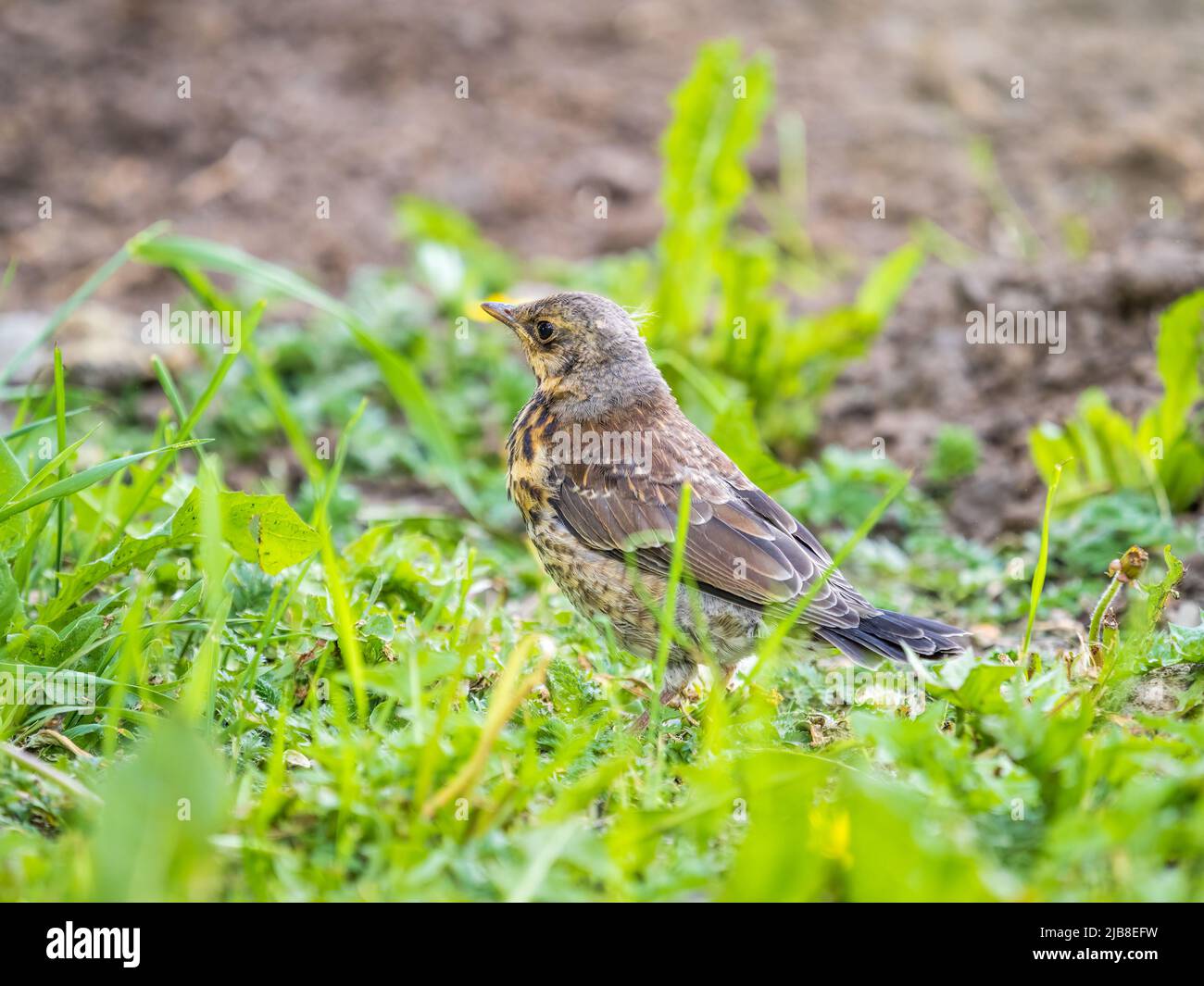 Wood bird Fieldfare on a spring lawn. Fieldfare, Turdus pilaris. Close ...