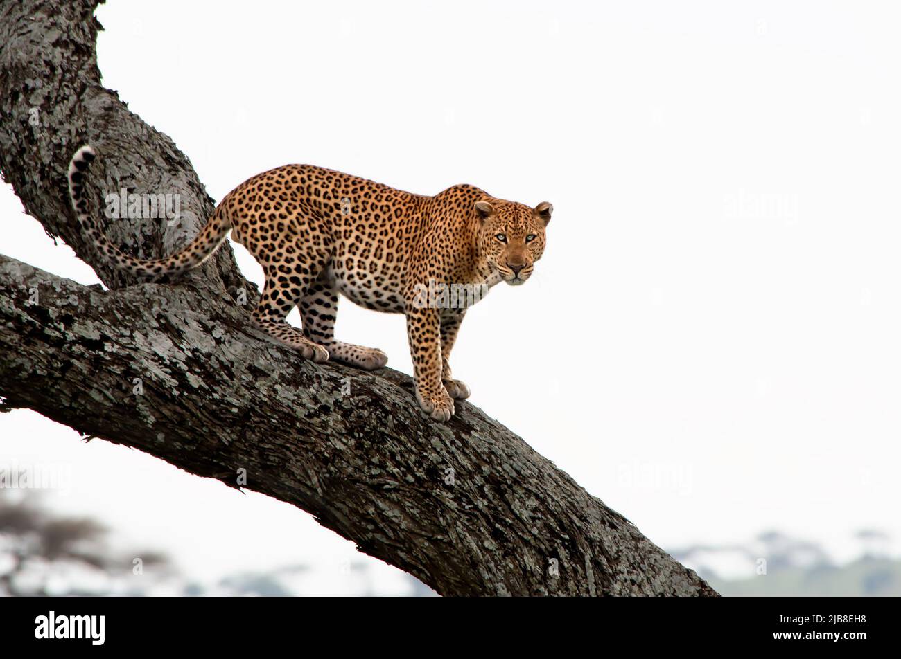 Leopard in Serengeti National Park, Tanzania Stock Photo - Alamy