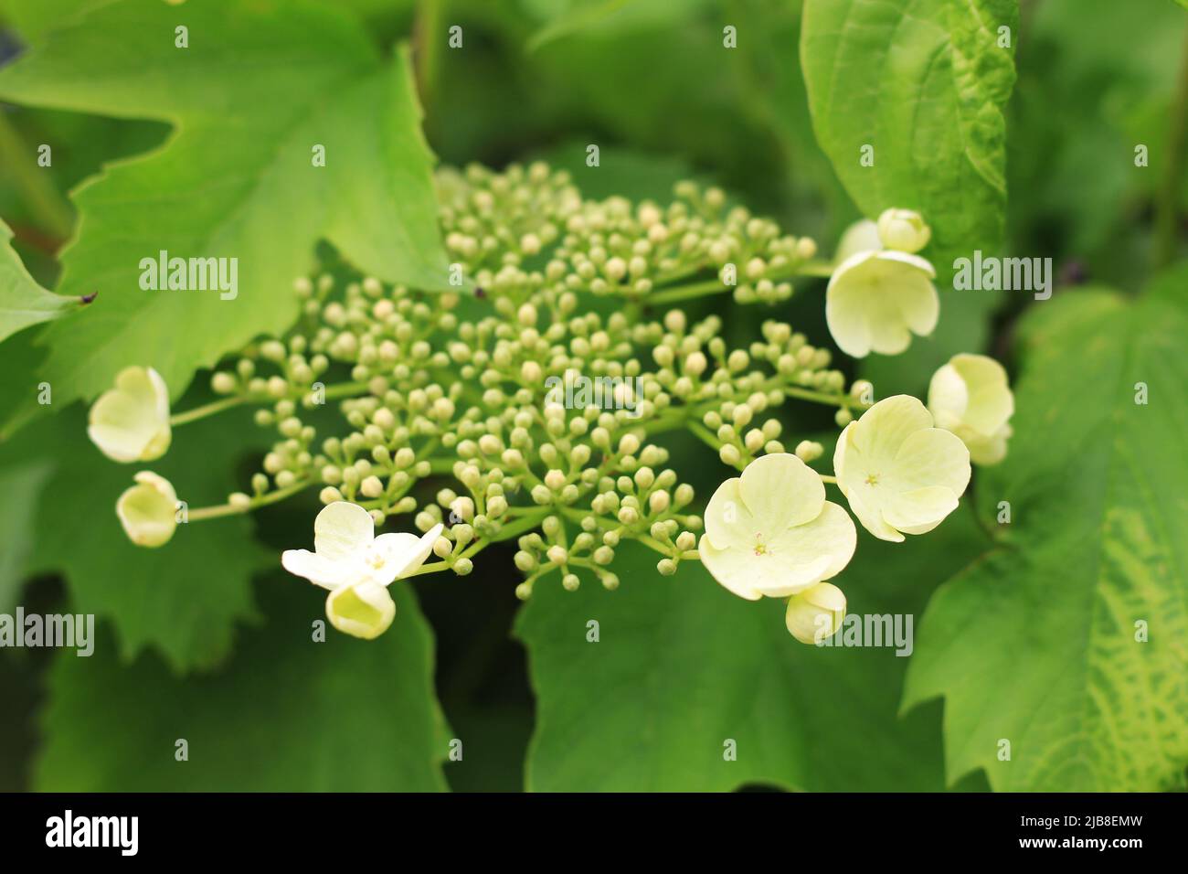 hydrangea wild flowers Stock Photo - Alamy