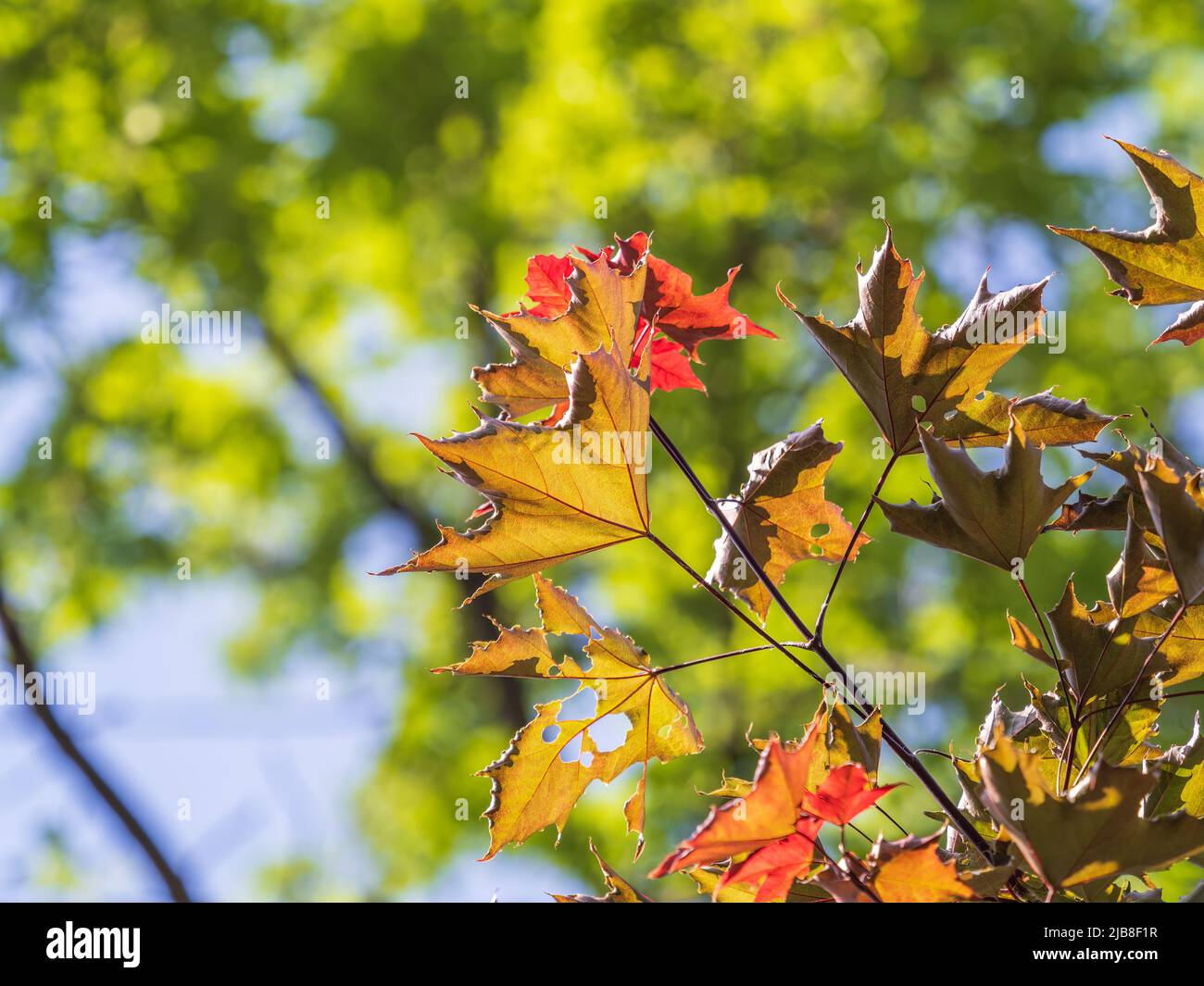 Tree branch with dark red leaves, Acer platanoides, the Norway maple ...