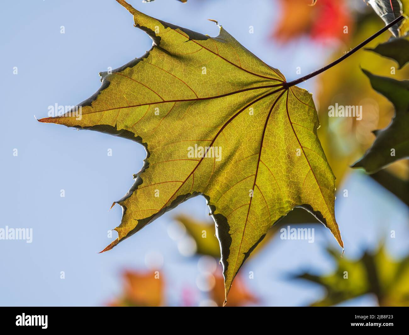 Tree branch with dark red leaves, Acer platanoides, the Norway maple ...