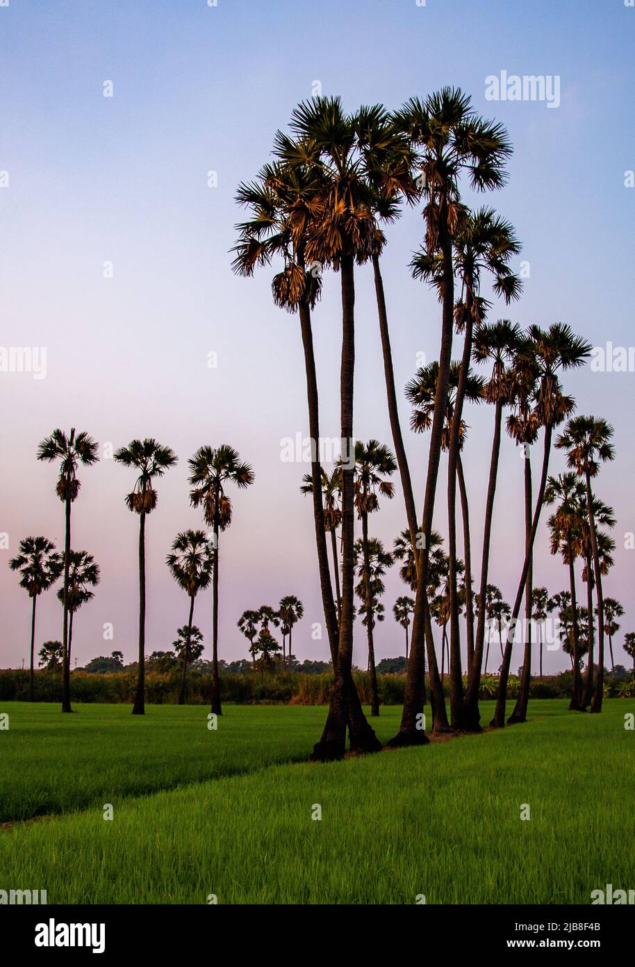 Dongtan samkhok palm trees hi-res stock photography and images - Alamy