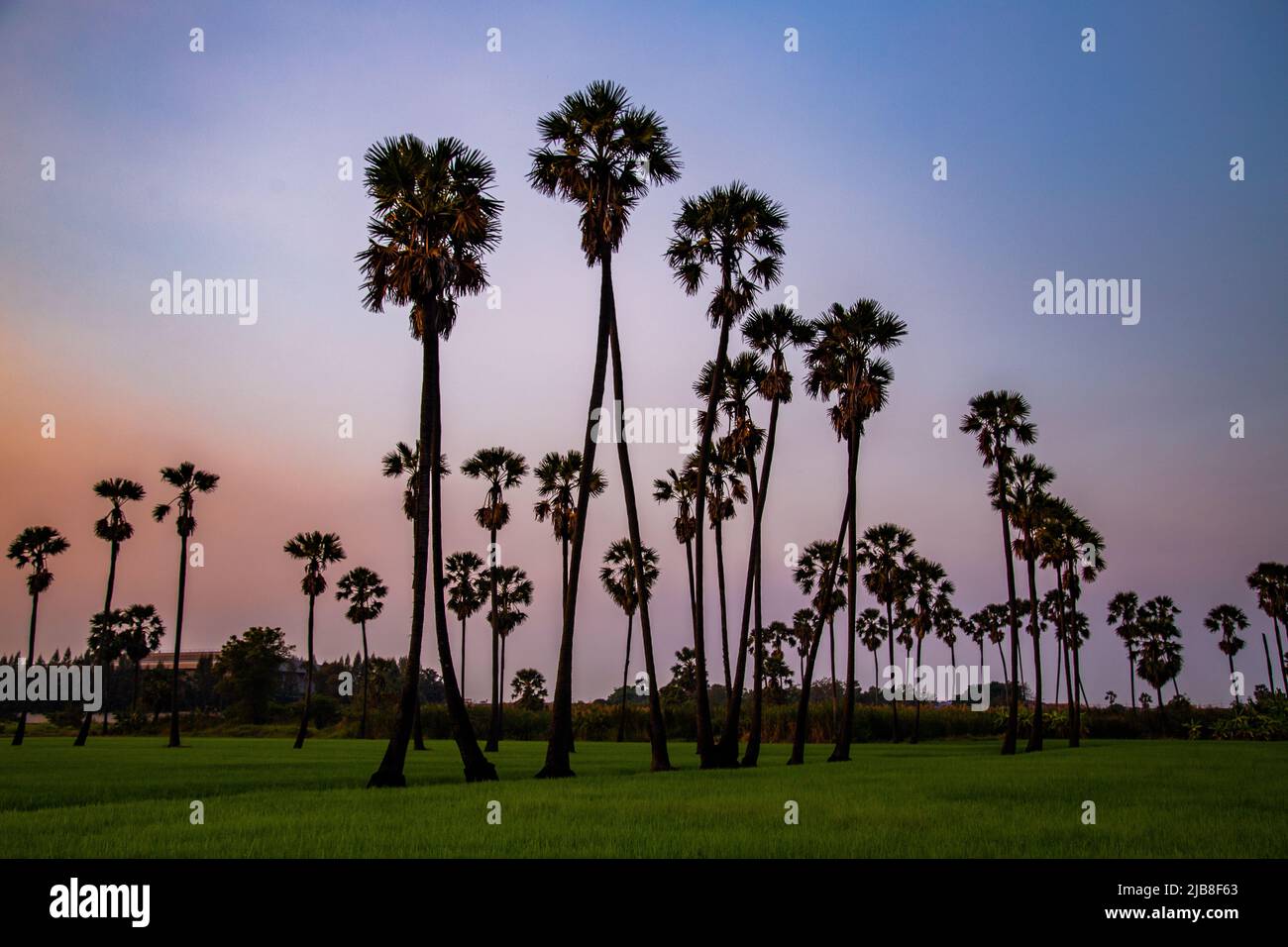 Dongtan Samkhok palm trees and rice fields during sunset in Pathum ...