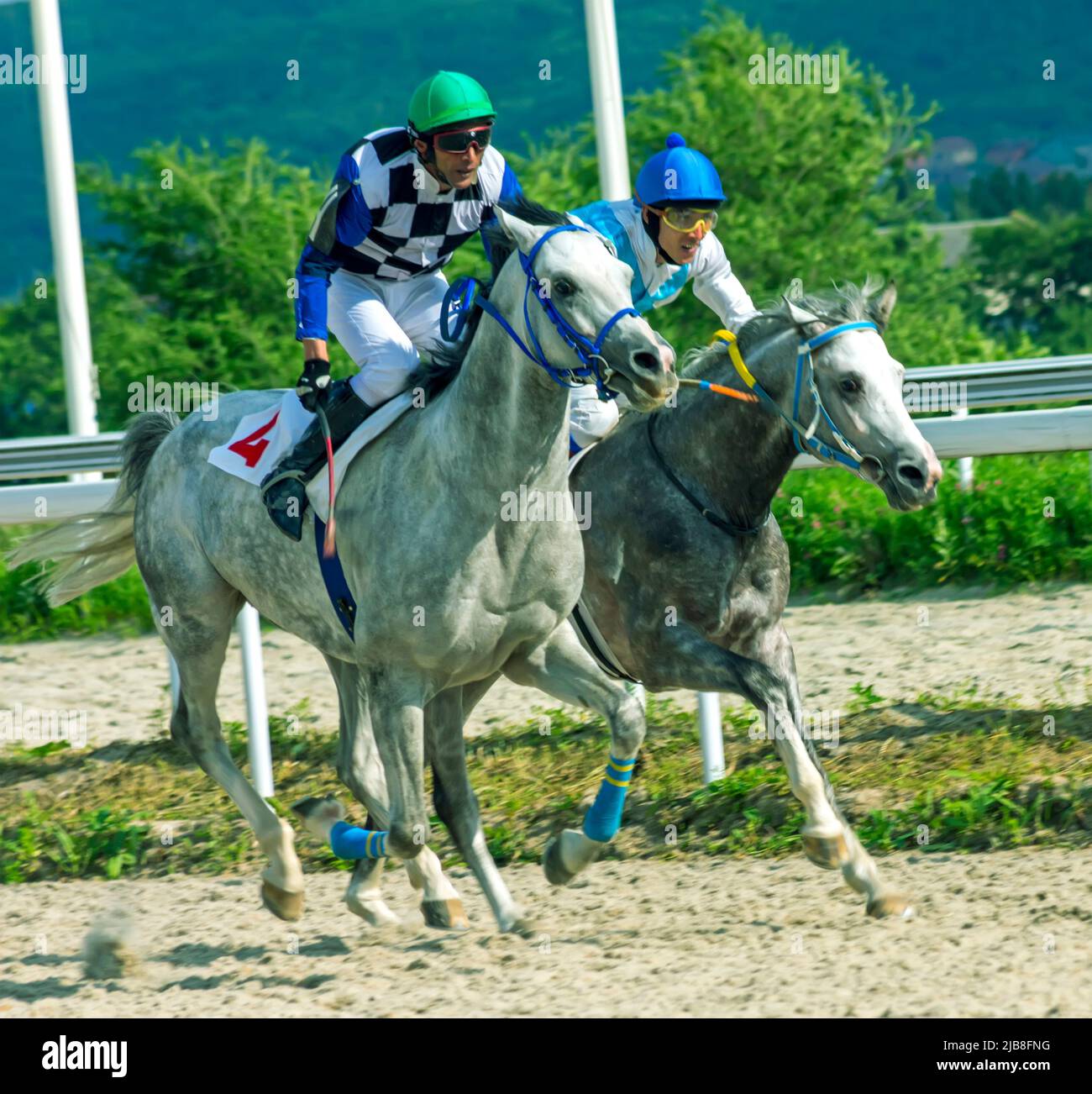 A prize stallion hi-res stock photography and images - Alamy