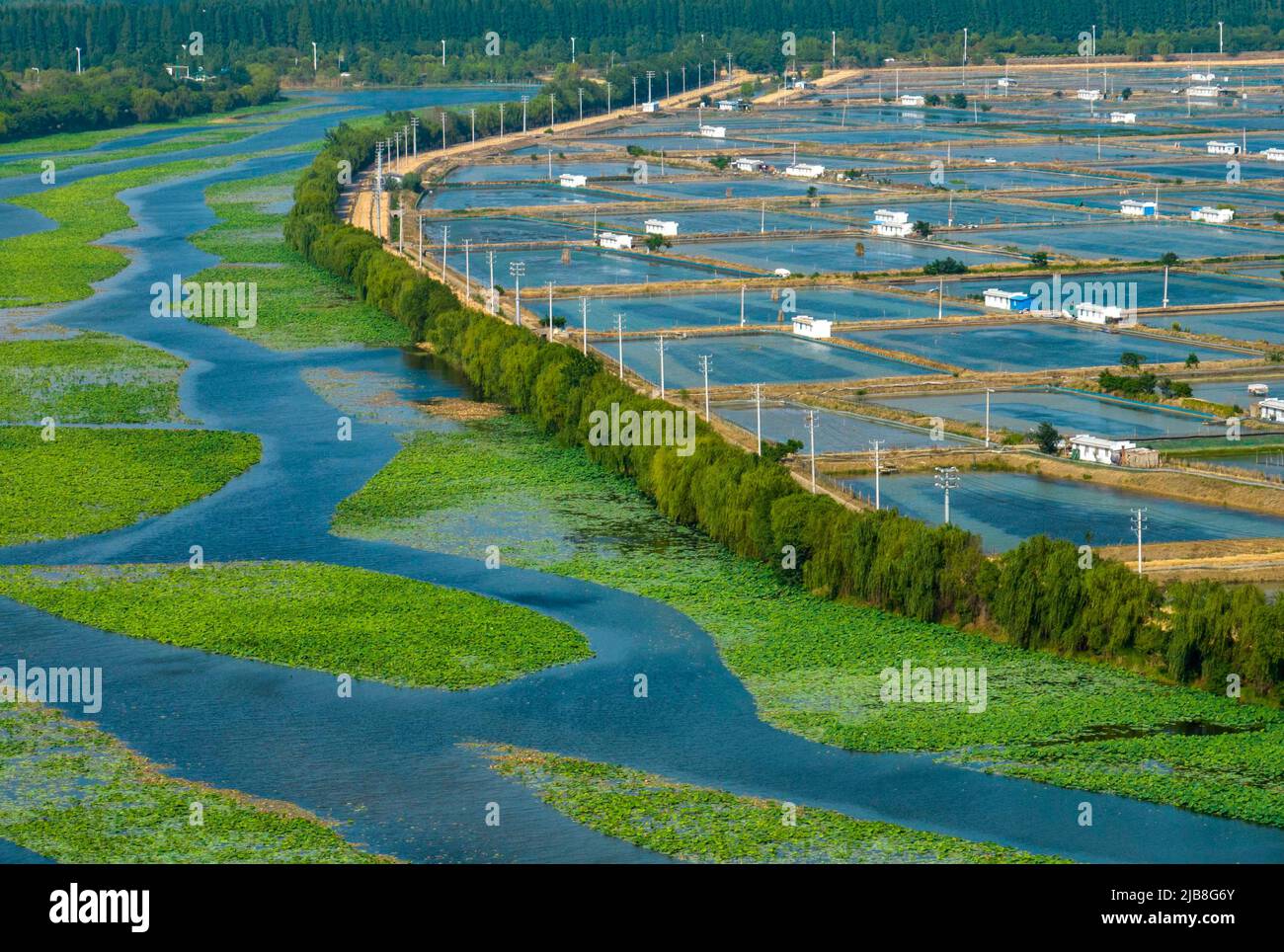 SUQIAN, CHINA - JUNE 3, 2022 - Tourists ride a boat in a reed maze at ...