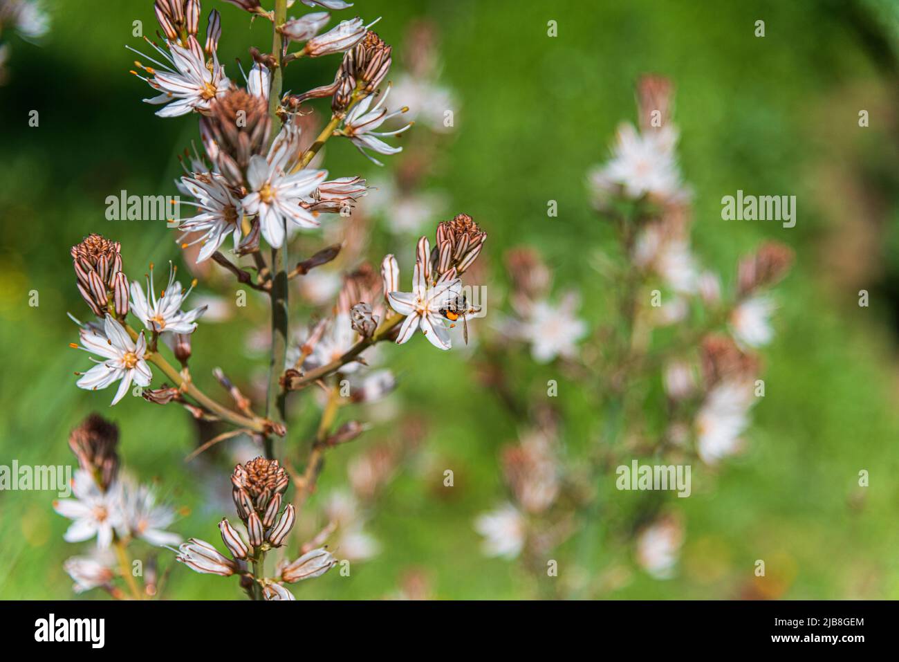 Asphodelus albus, commonly known as white-flowered asphodel, is an ...