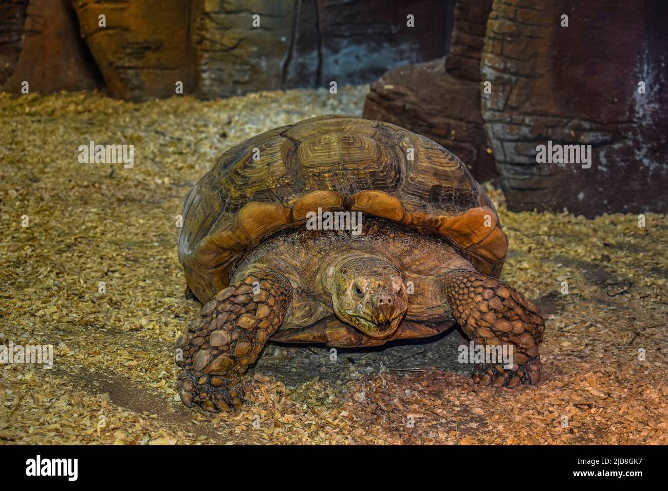A big turttle comes to pose for the camera Stock Photo - Alamy