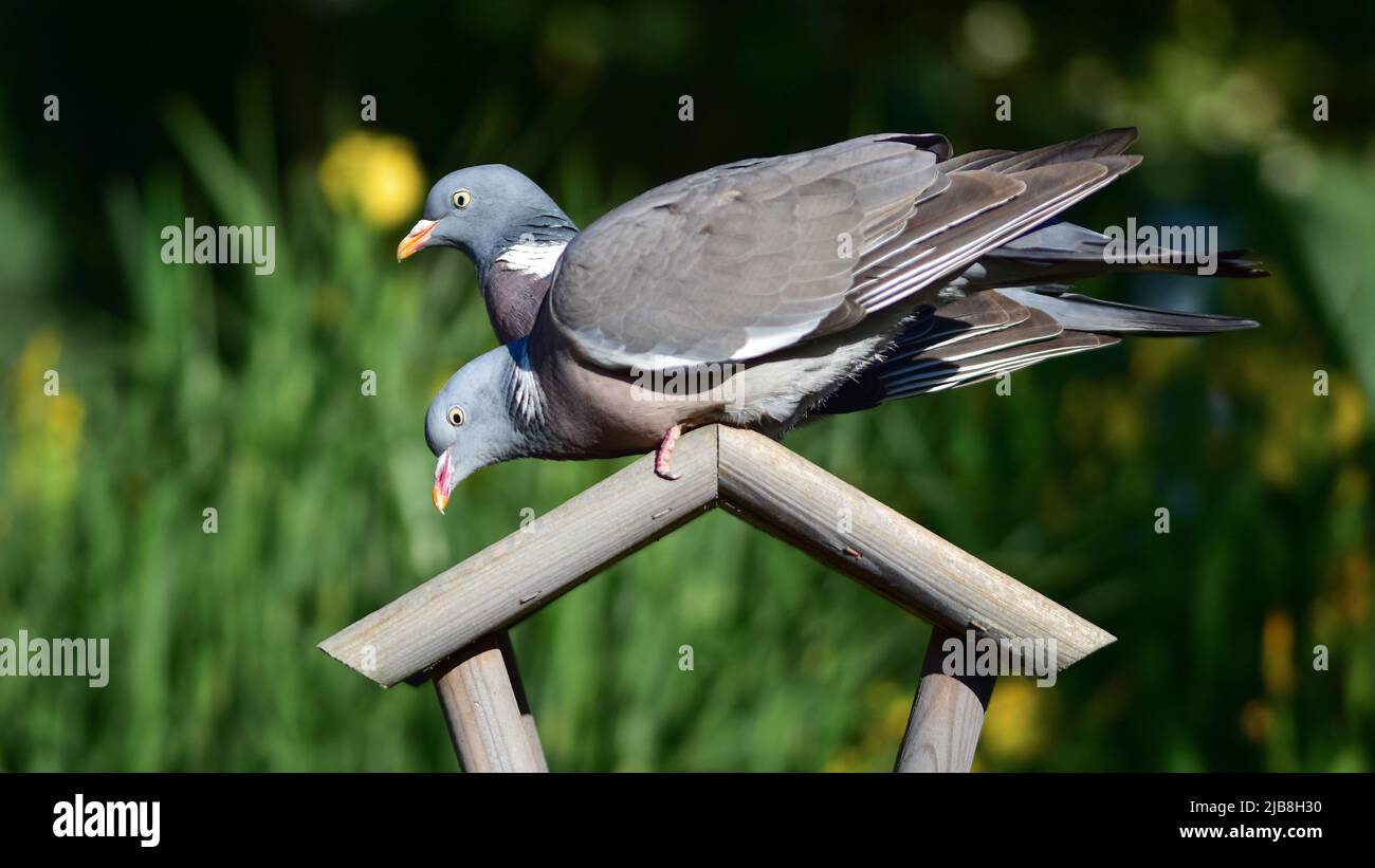 Two wood pigeons (Columba palumbus) closeup, birds sitting side by side ...
