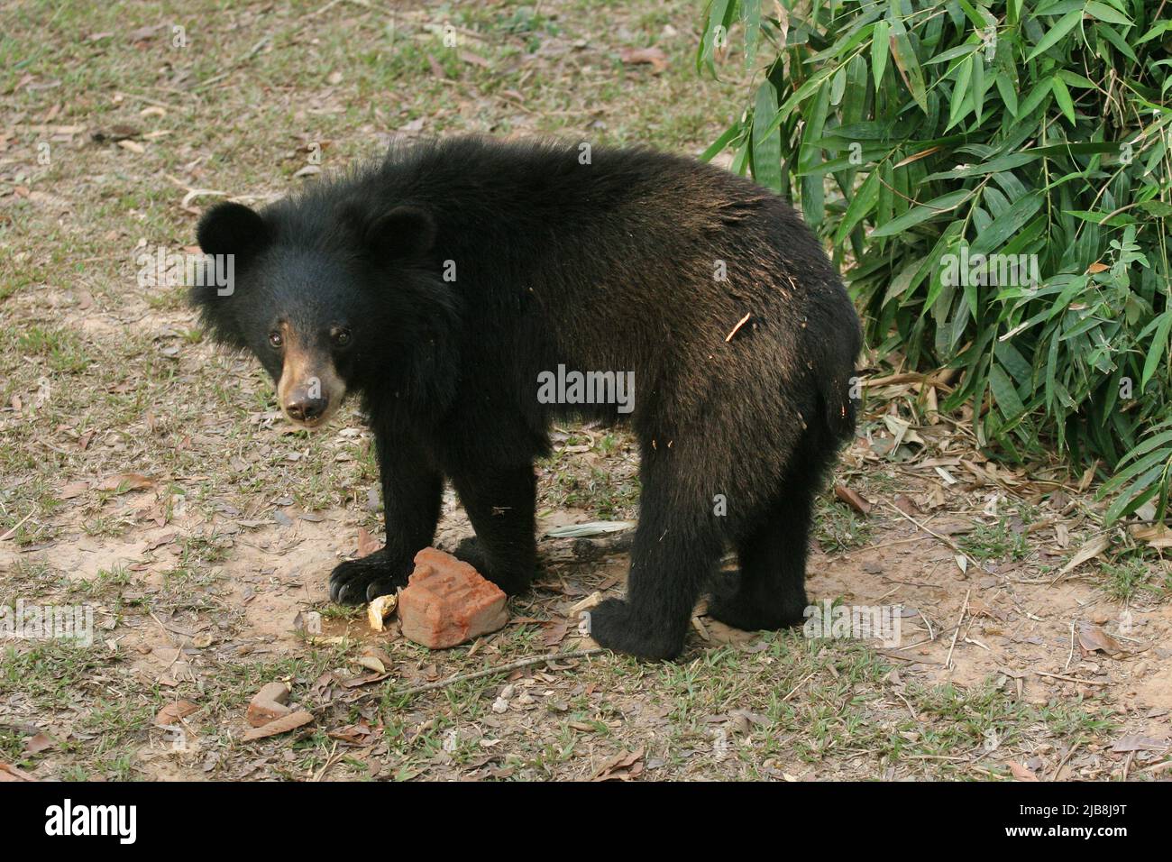 Bear of bangladesh hi-res stock photography and images - Alamy