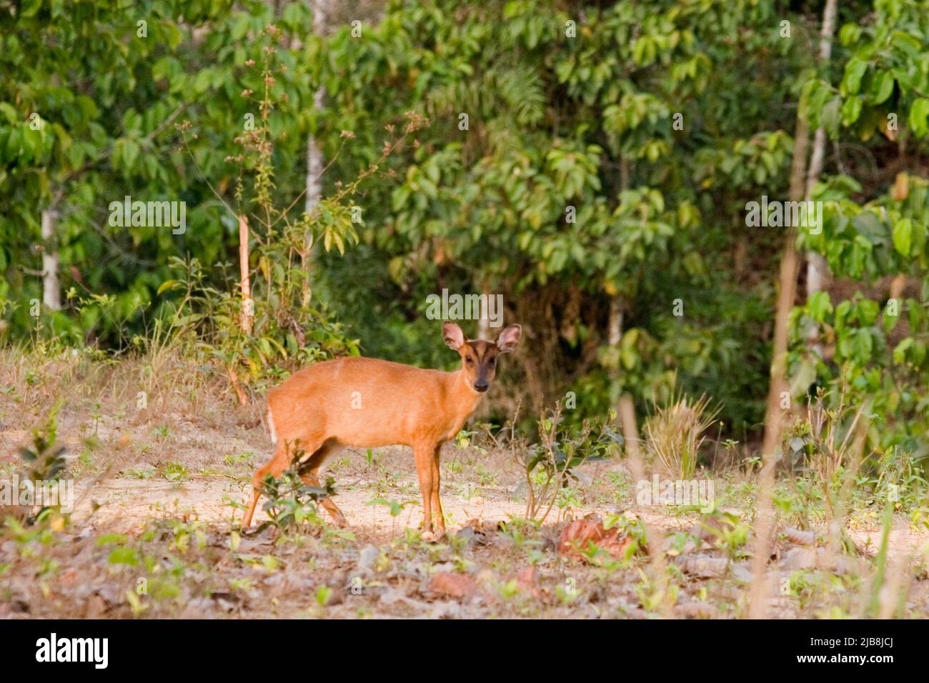 Maya horín hi-res stock photography and images - Alamy
