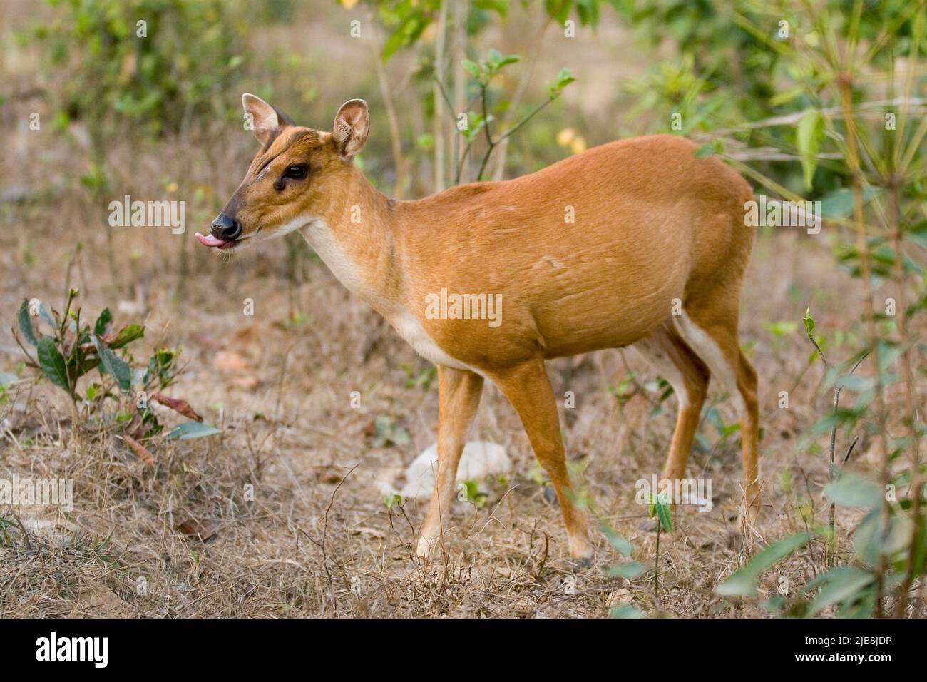 Maya horín hi-res stock photography and images - Alamy