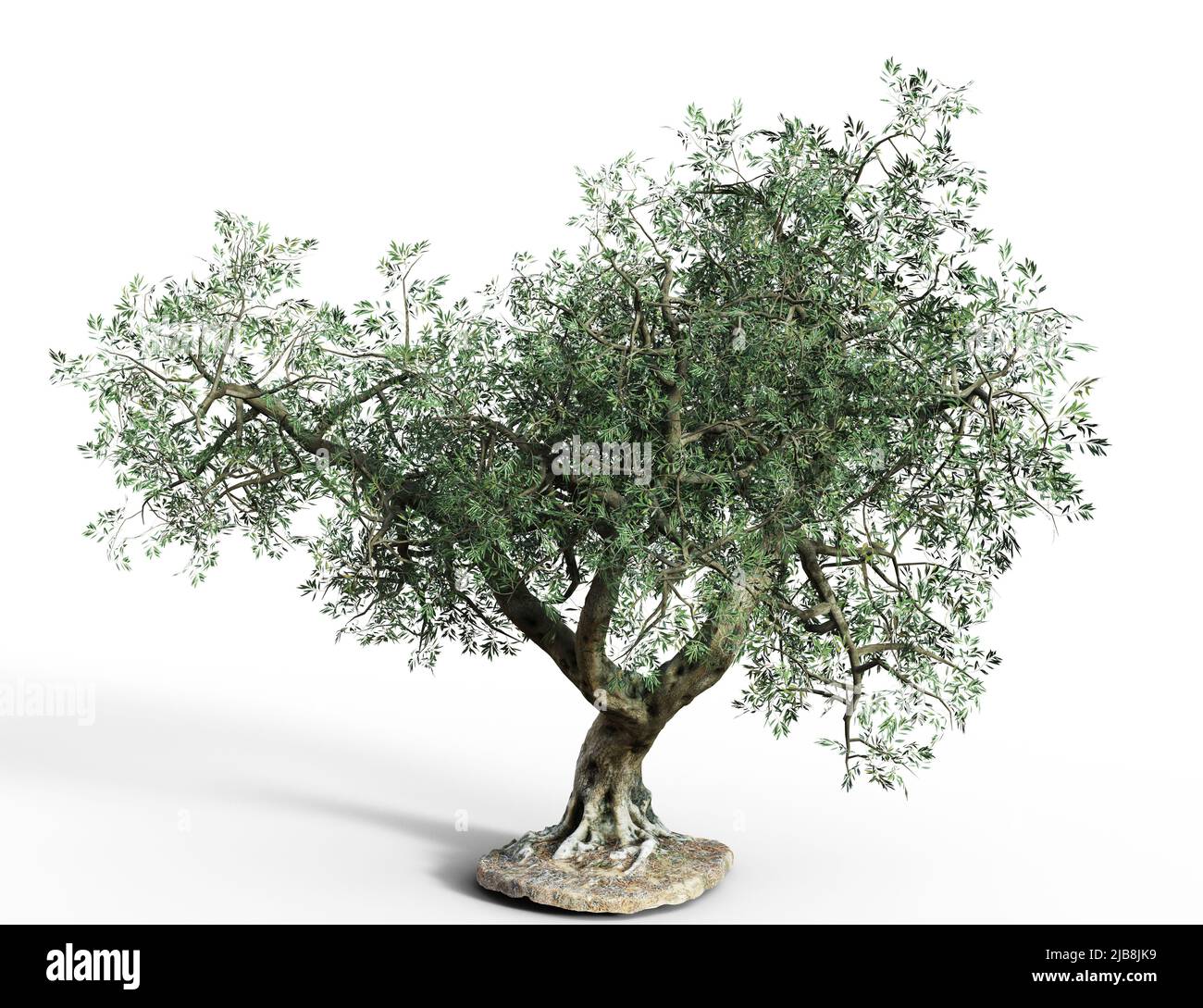 Detailed olive tree with green leaves isolated on white, 3D ...