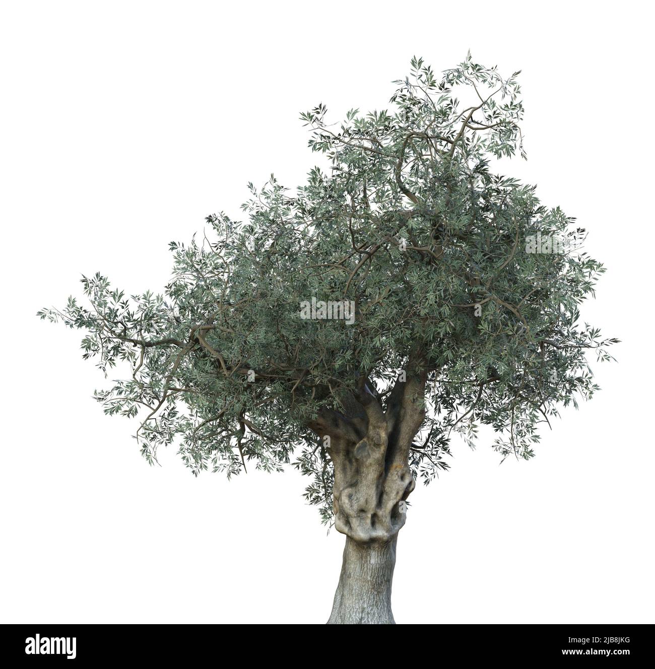 Detailed olive tree with green leaves isolated on white, 3D ...