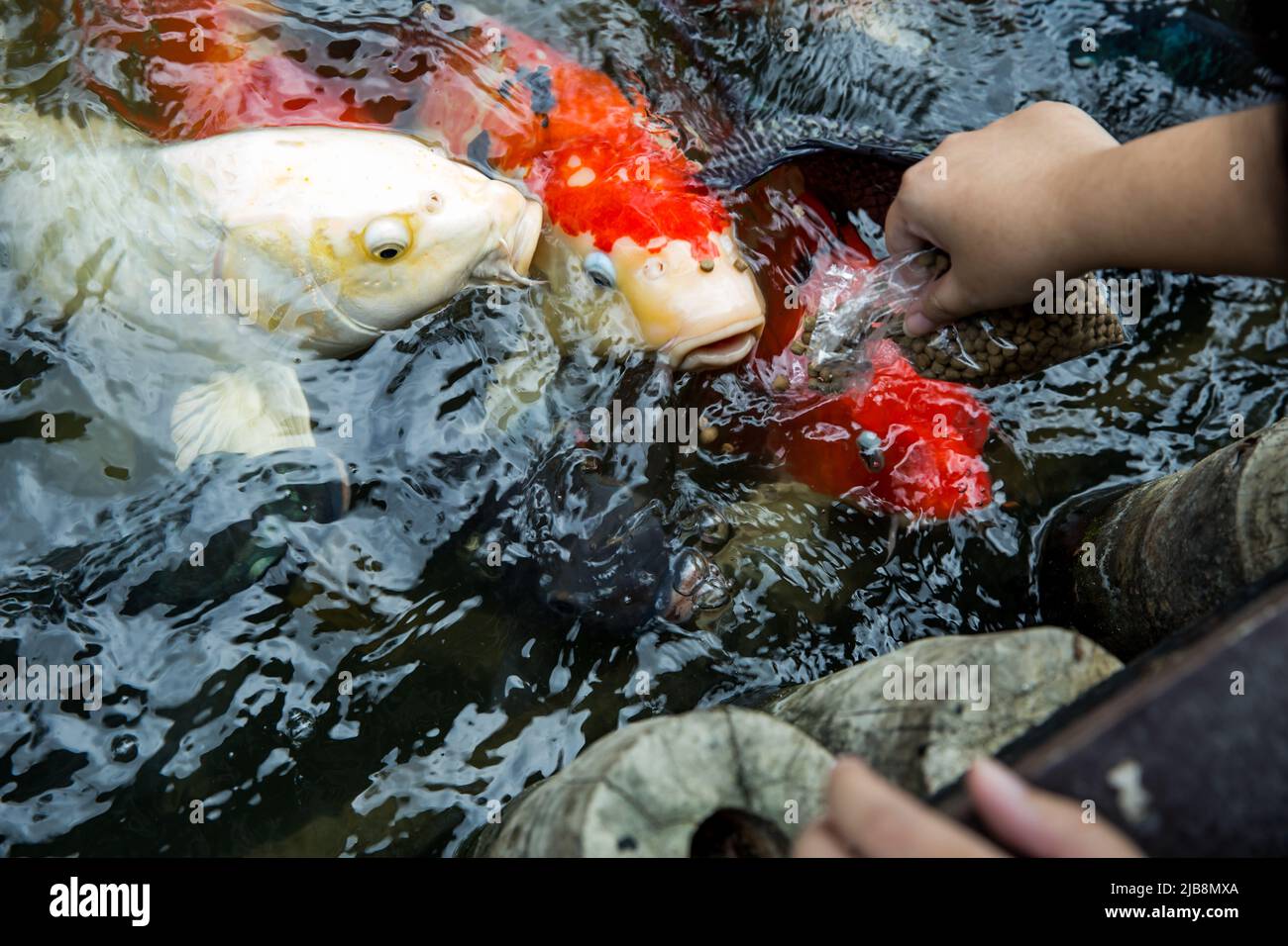 Group fancy carp underwater hi-res stock photography and images - Alamy
