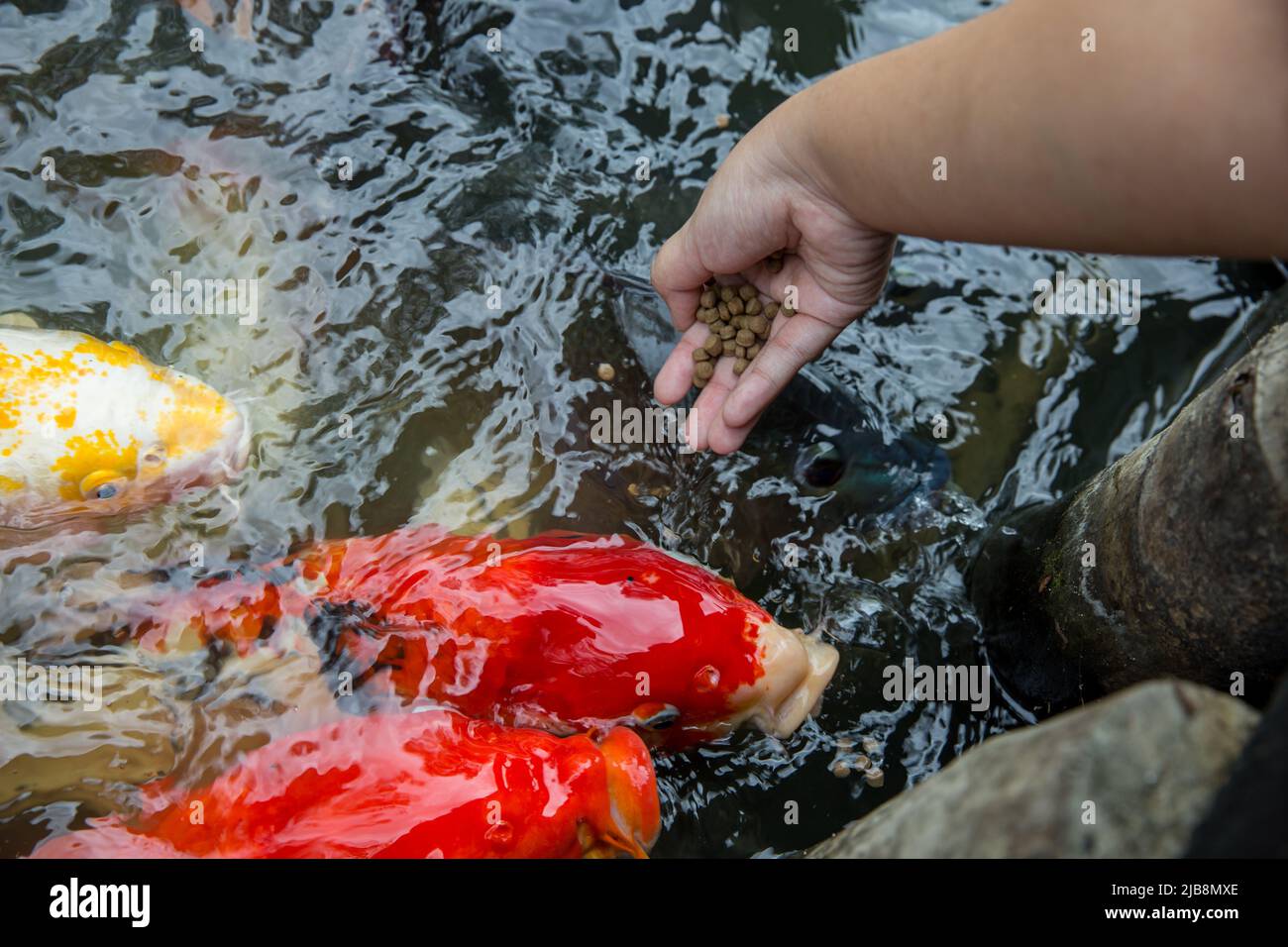 Feeding koi fish milk hi-res stock photography and images - Alamy