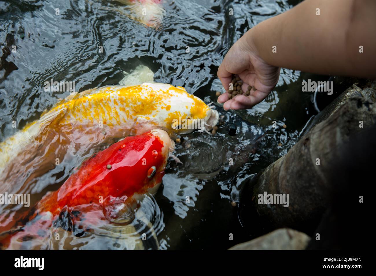 Feeding koi fish milk hi-res stock photography and images - Alamy