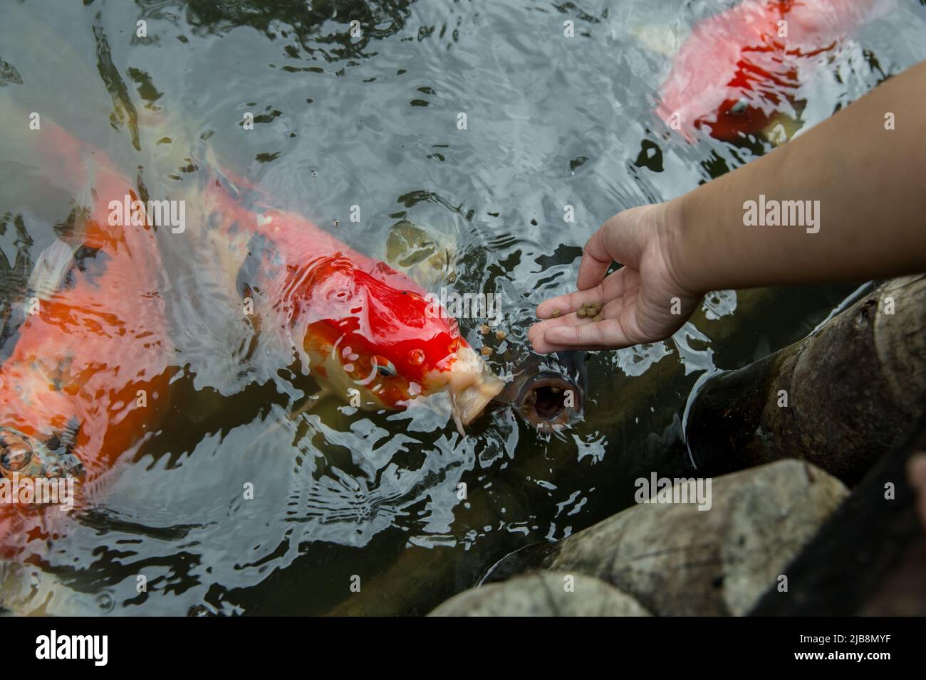 Feeding koi fish milk hi-res stock photography and images - Alamy