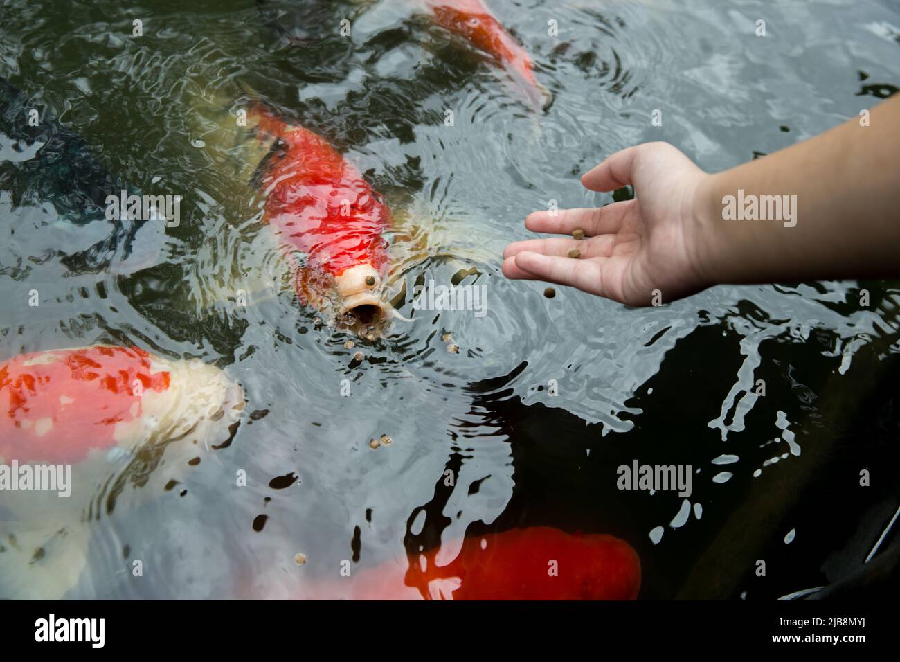 Feeding koi fish milk hi-res stock photography and images - Alamy