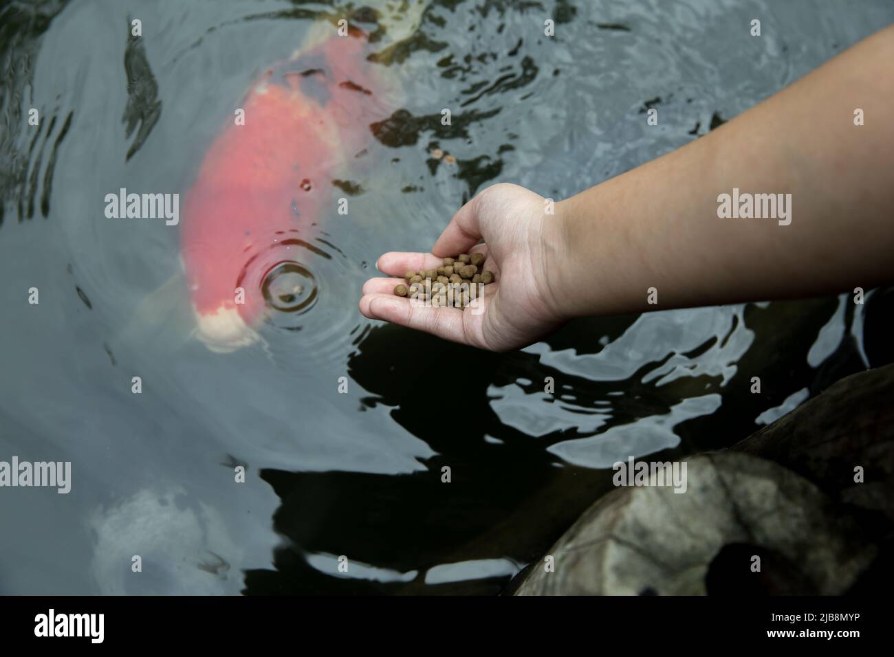 Feed the japan koi or fancy crap with fresh milk Stock Photo - Alamy