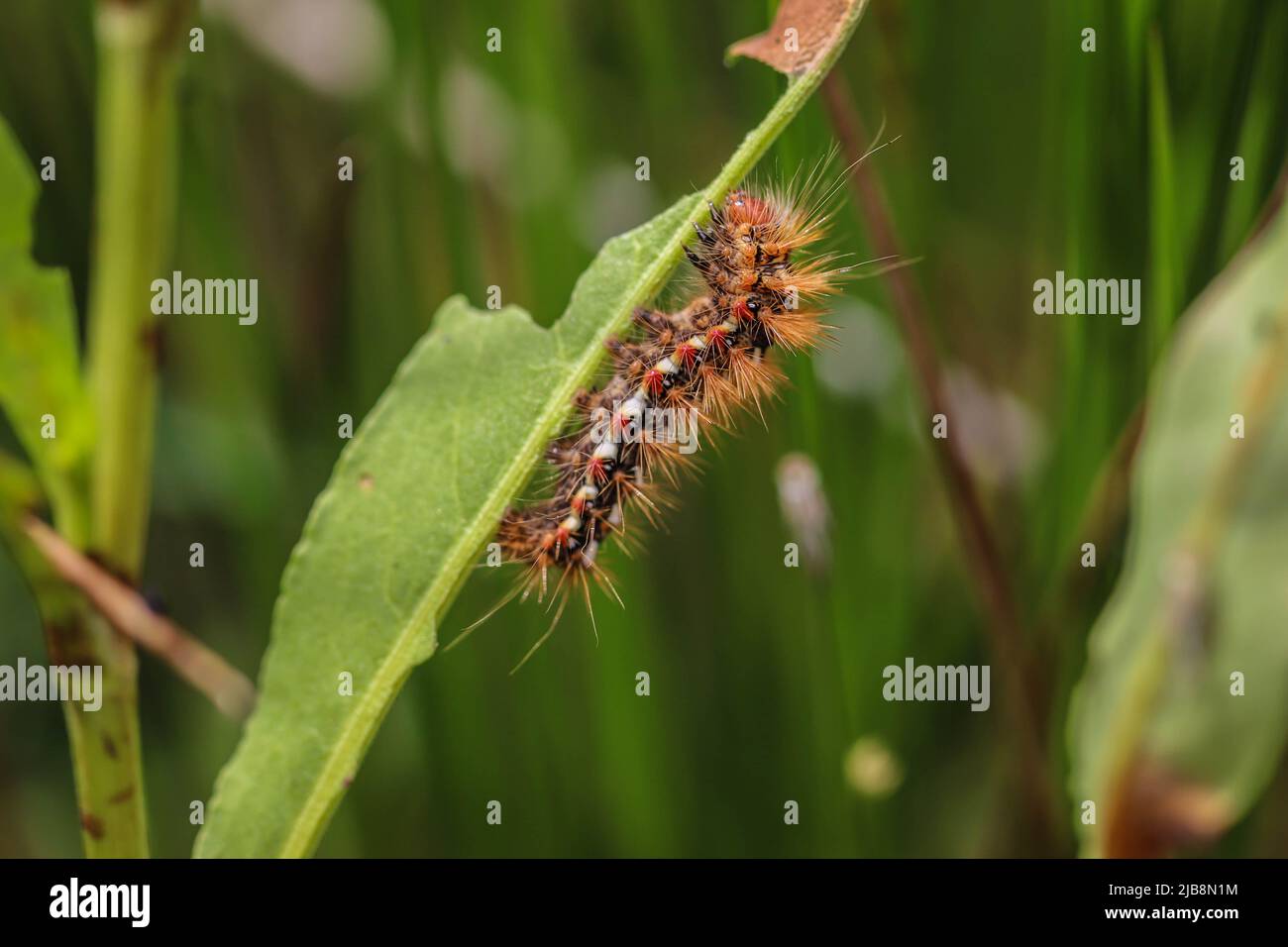 Hairy caterpillar of the knot grass moth (latin name: Acronicta rumicis ...
