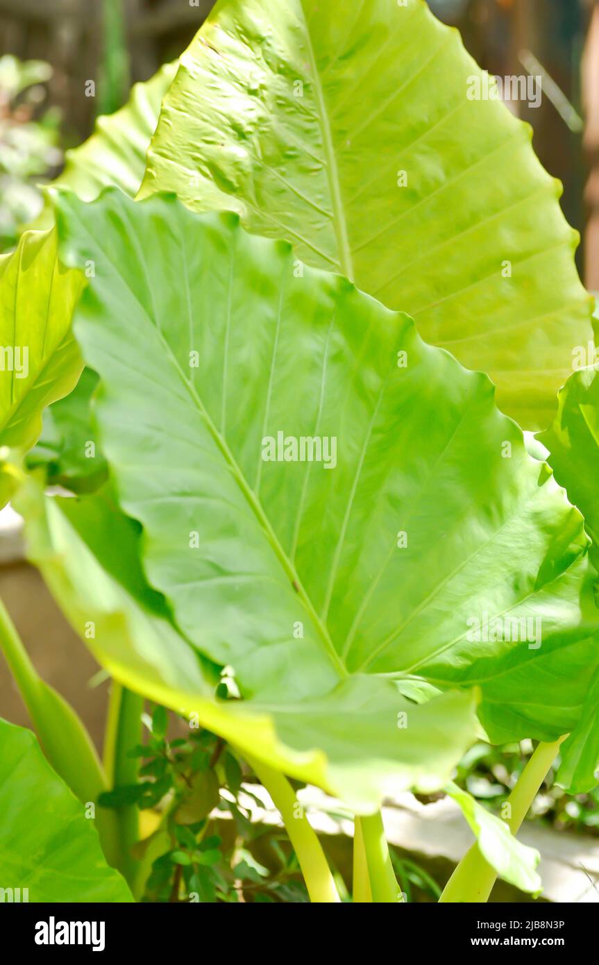 Colocasia or Colocasia esculenta var, aquatilis Hassk or Araceae plant ...