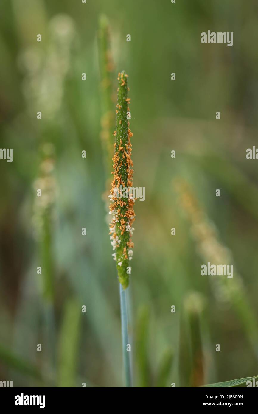 Water foxtail hi-res stock photography and images - Alamy