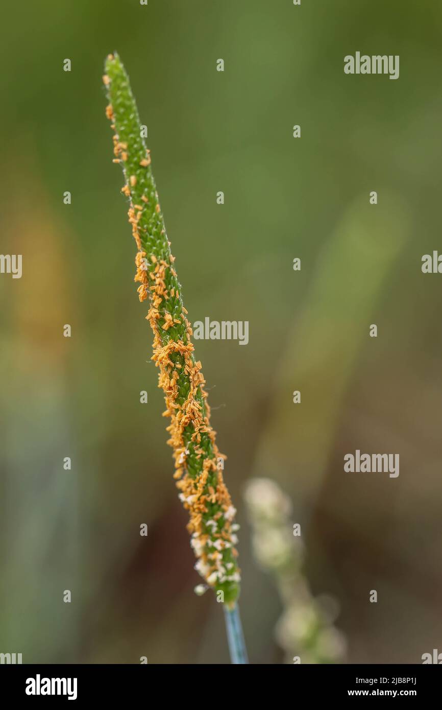 Orange anthers on a panicle of a grass called a water foxtail (latin ...