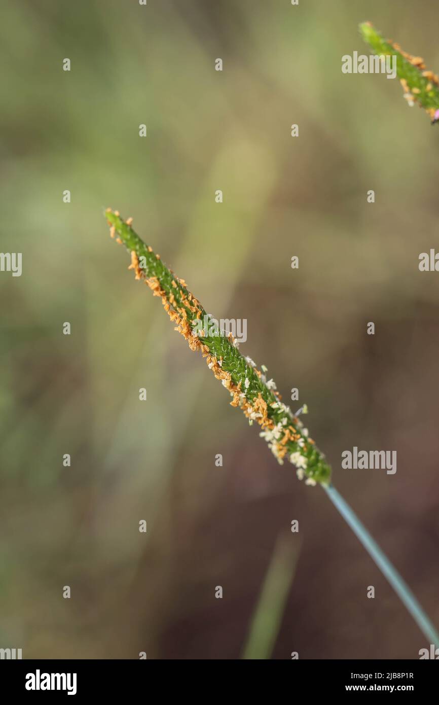 Orange anthers on a panicle of a grass called a water foxtail (latin ...