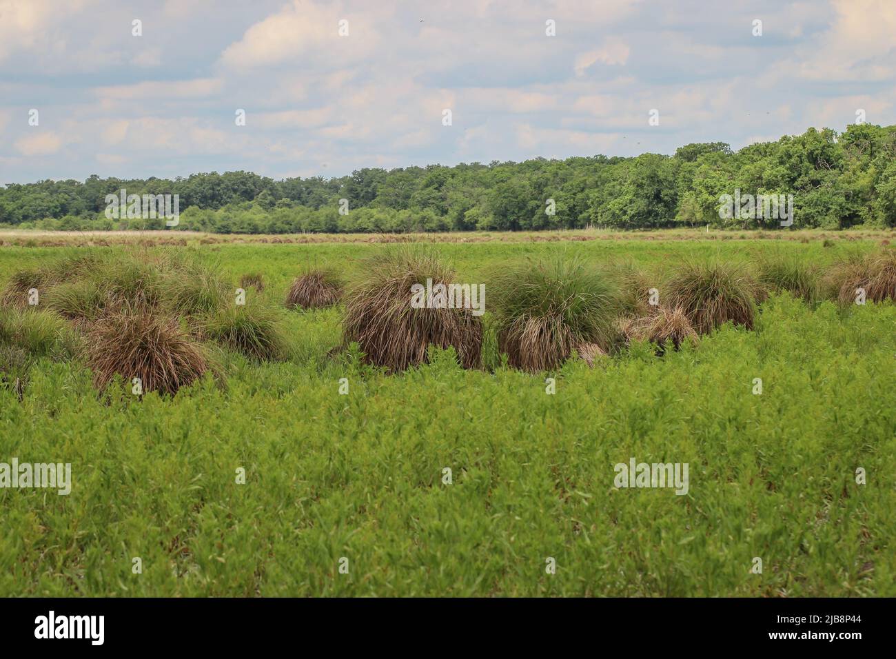 Natural habitat of the tufted sedge (latin name: Carex elata) in ...