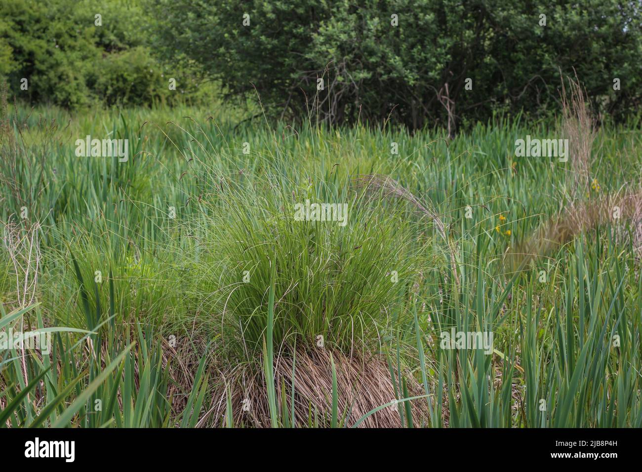 Natural habitat of the tufted sedge (latin name: Carex elata) in ...
