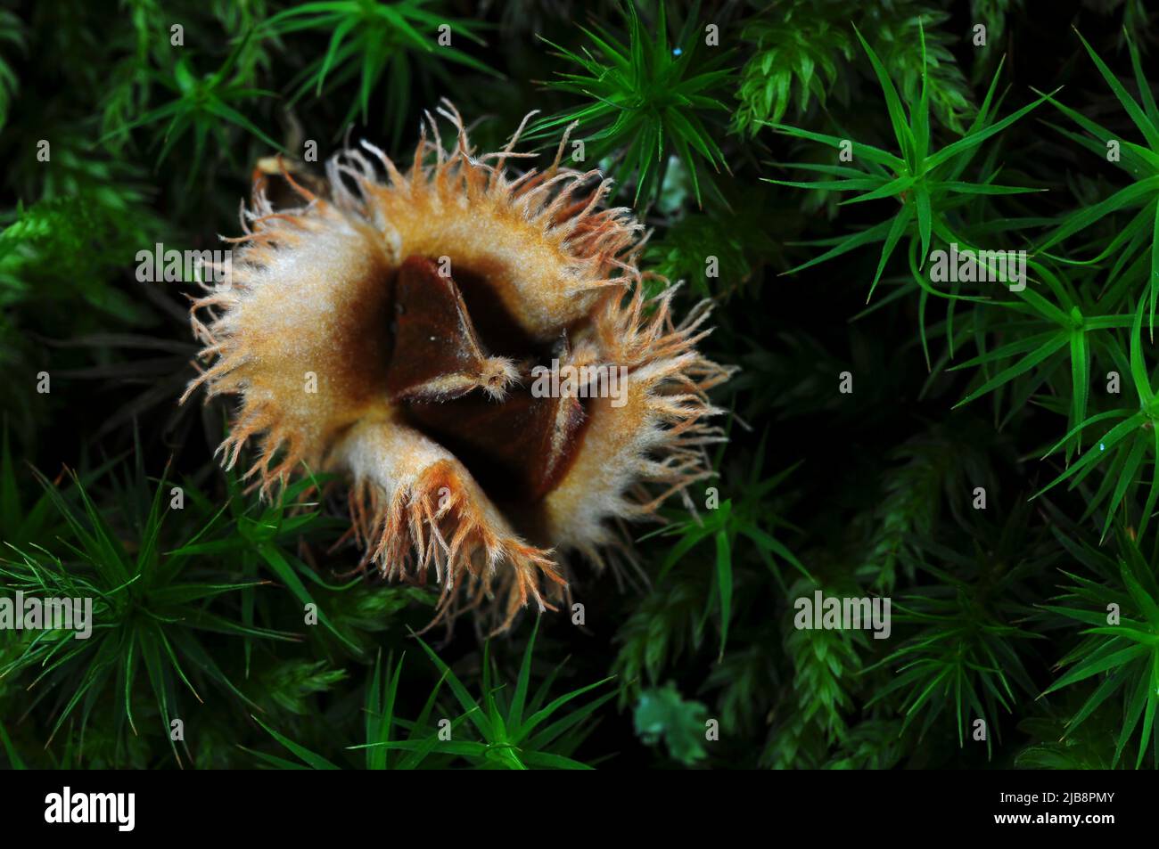 Beech mast uk hi-res stock photography and images - Alamy