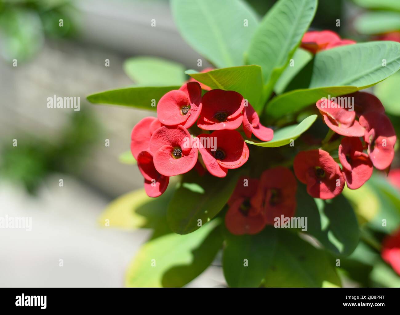Christ thorn hi-res stock photography and images - Alamy
