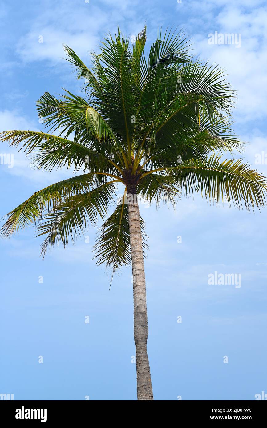 One palm tree hi-res stock photography and images - Alamy