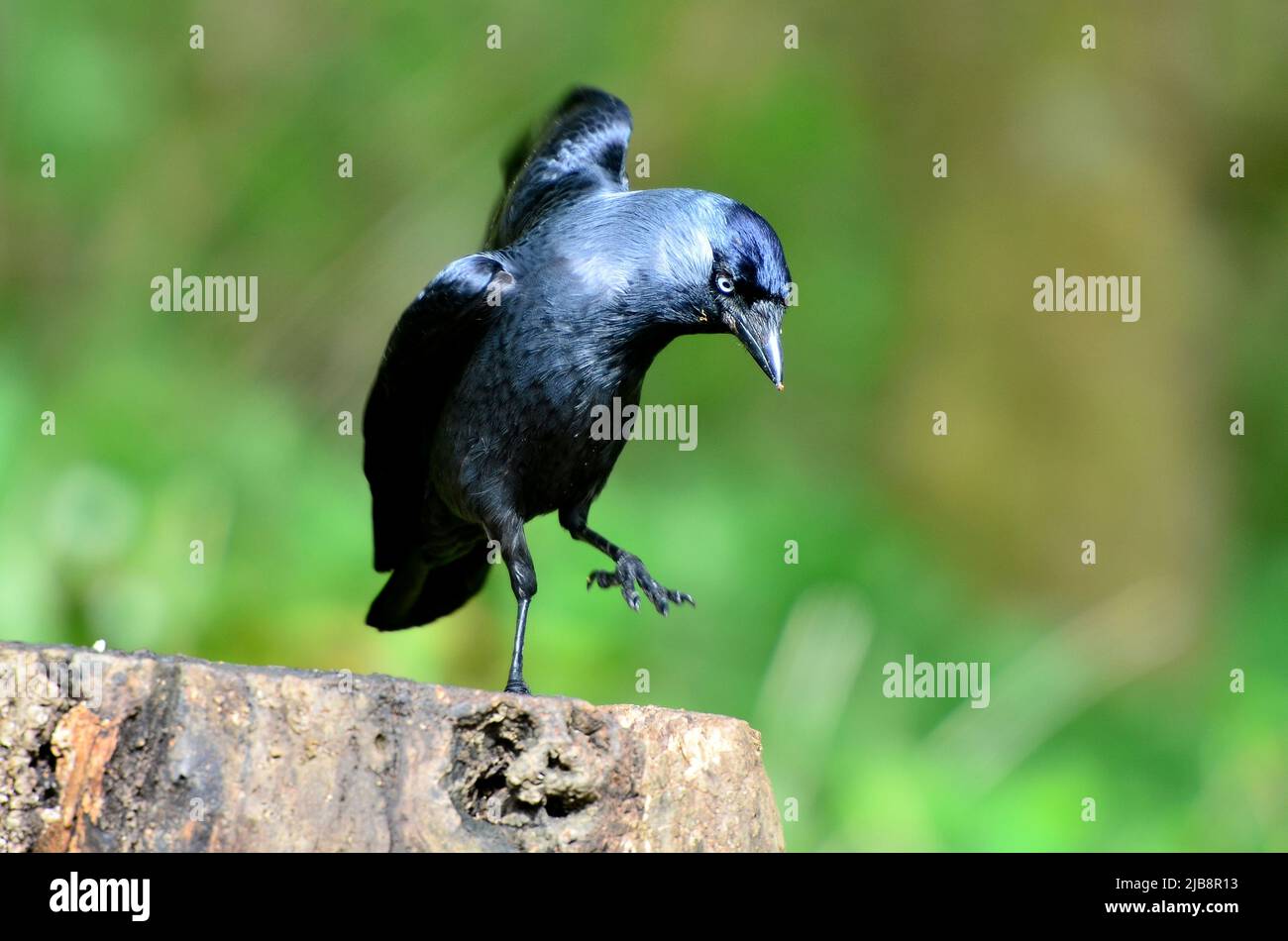 Feathered leg hi-res stock photography and images - Alamy