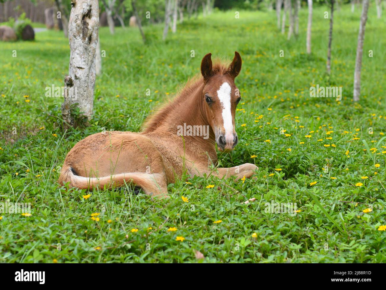Little foal resting on green grass in Vietnam Stock Photo - Alamy
