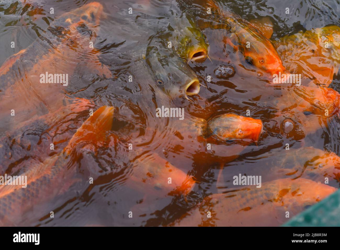 Asian carp hi-res stock photography and images - Alamy